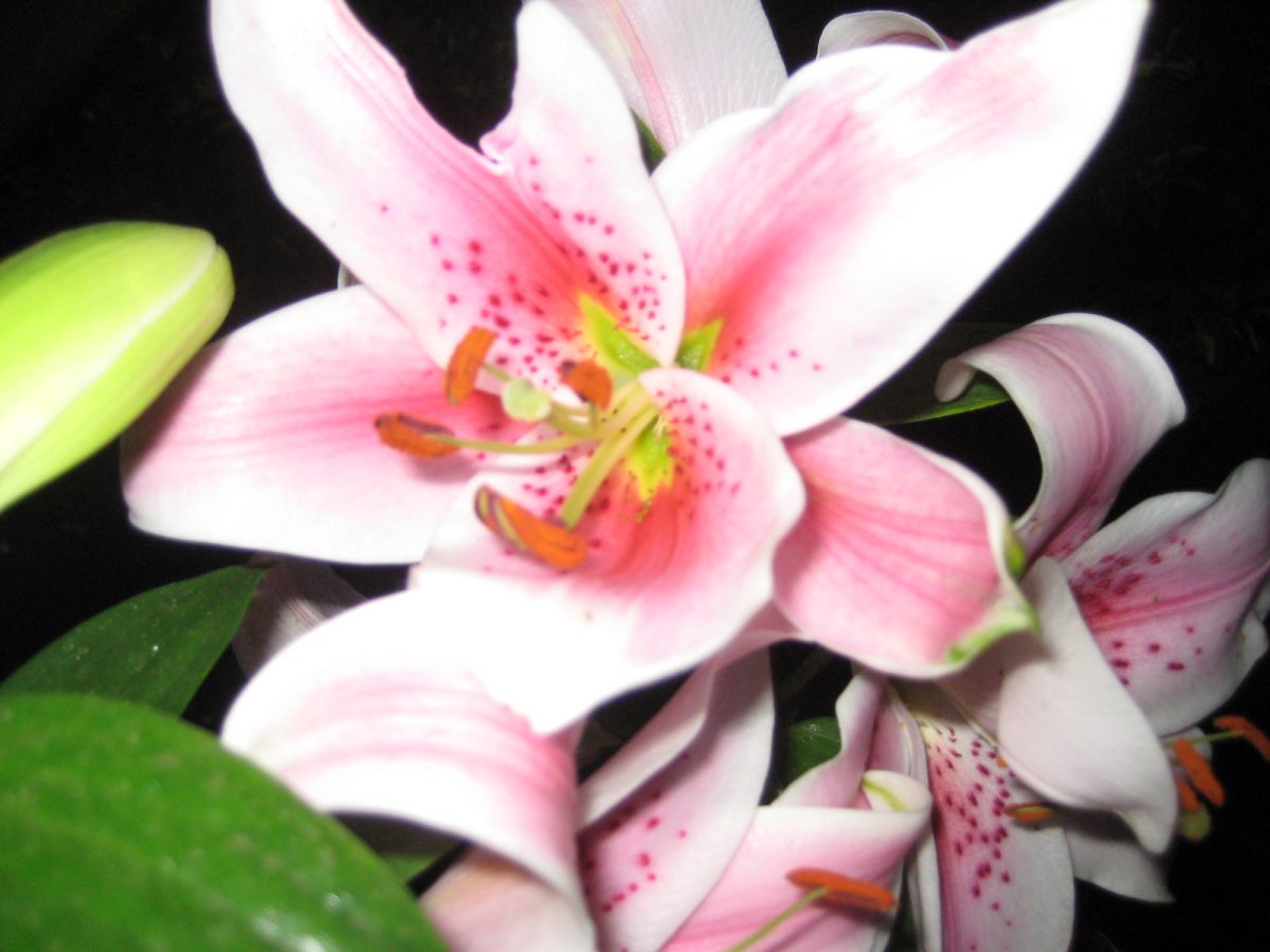 "FLOWER~POWER!" - Autism Hwy