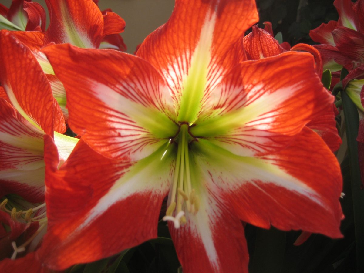 "FLOWER~POWER!" - Autism Hwy